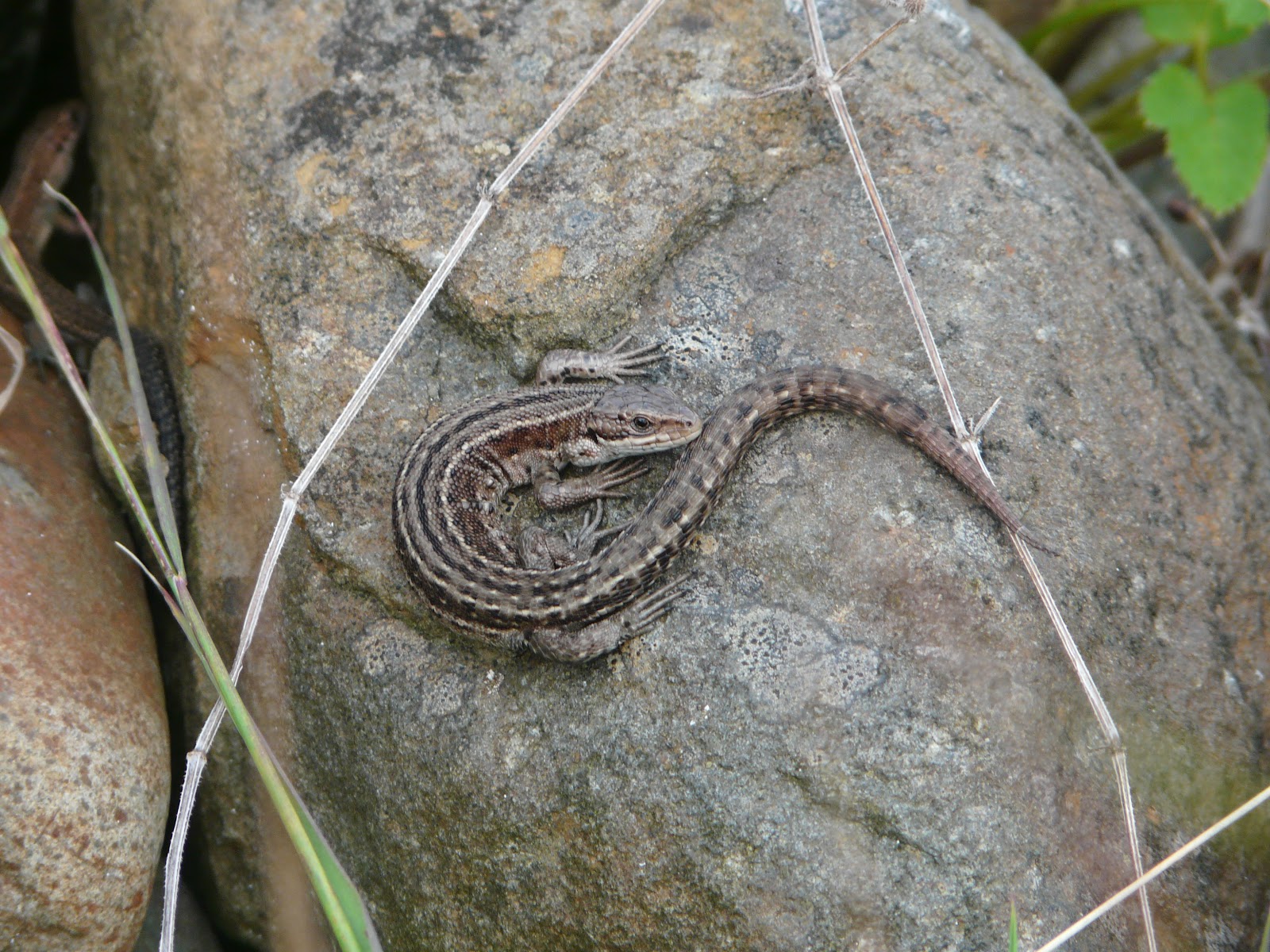 Froglife news: Froglife’s Dragon of the Month: Common Lizard