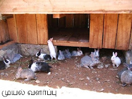 Tamilnadu Rabbit Farms | High Quality Rabbits in dharmapuri | Rabbits ...