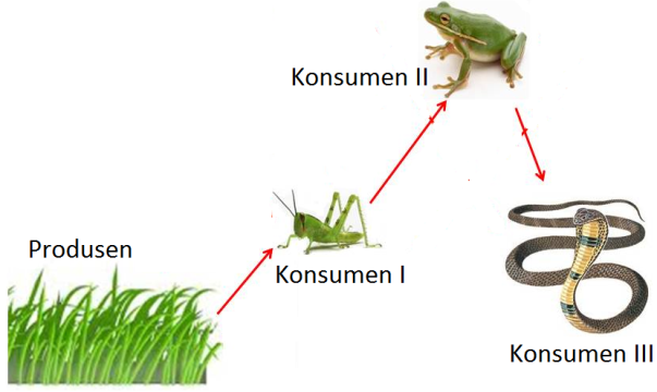 Aliran Energi Ekosistem - MAHKOTA SAINS