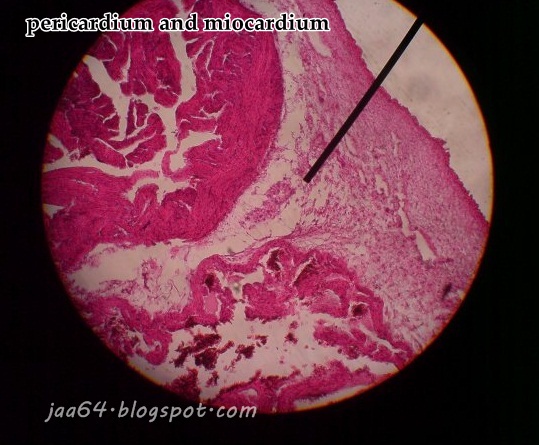 JaA's StorY: practicum biology Block 3 ( epithelial and muscle cell)