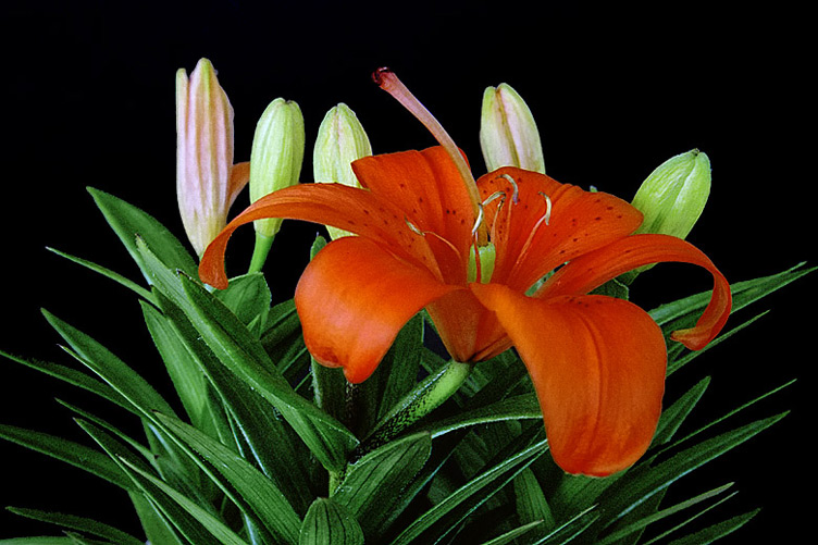Canada Floral Delivery Blog: What Is A Lily, Really?
