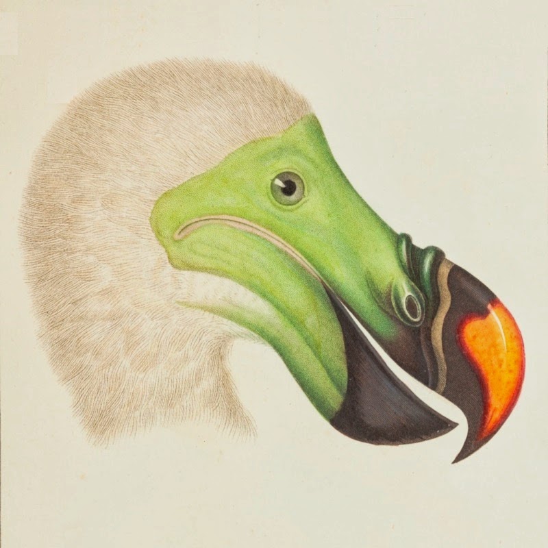 Happy Catholic*: Dodo Head
