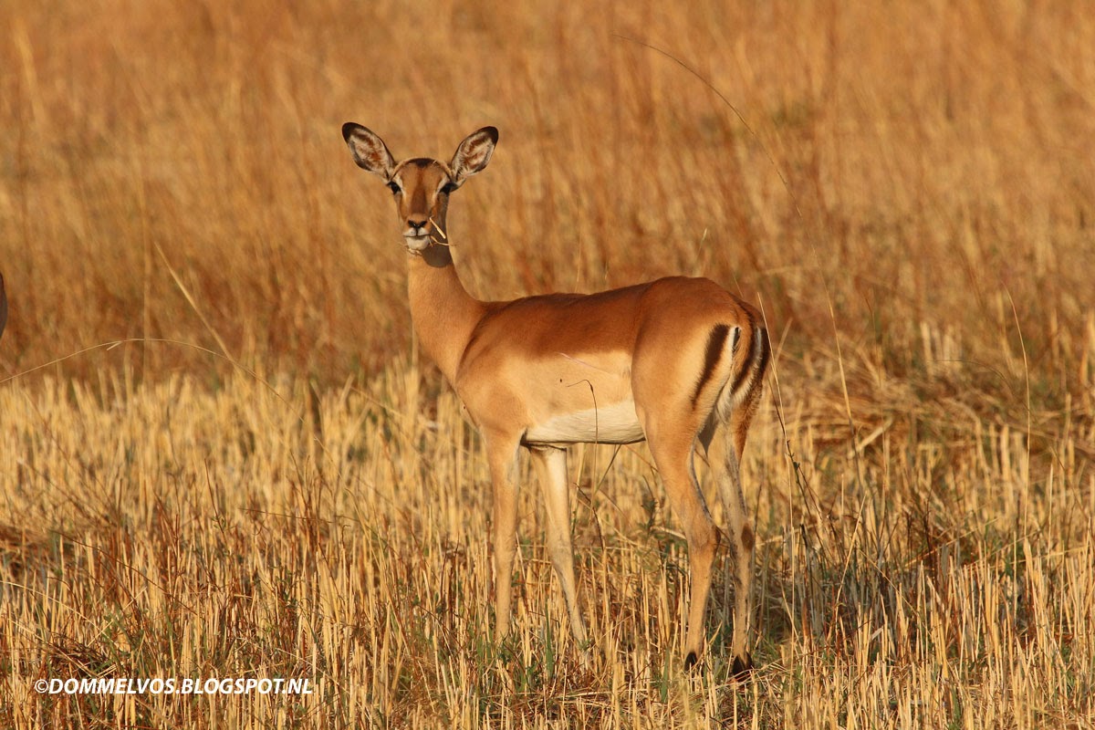 DOMMELVOS NATUURFOTOGRAFIE: Afrika - hoefdieren
