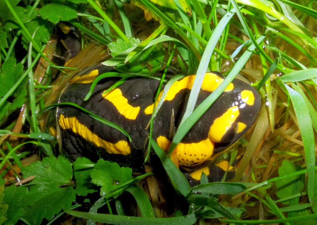French wildlife and beekeeping: Salamanders, newts and frogs in January.