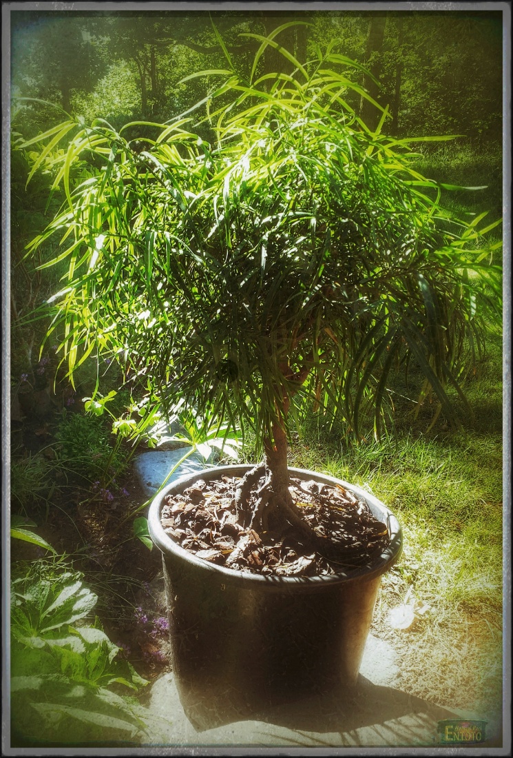Podocarpus falcatus (P. gracilior)