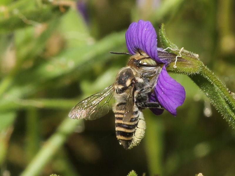Variety of Life: Megachile (Eutricharaea)
