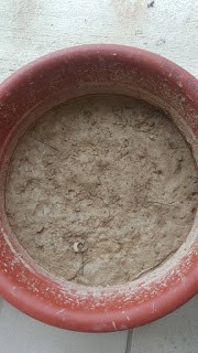 TARAB ARAB Padi Sawah (Plant observation)