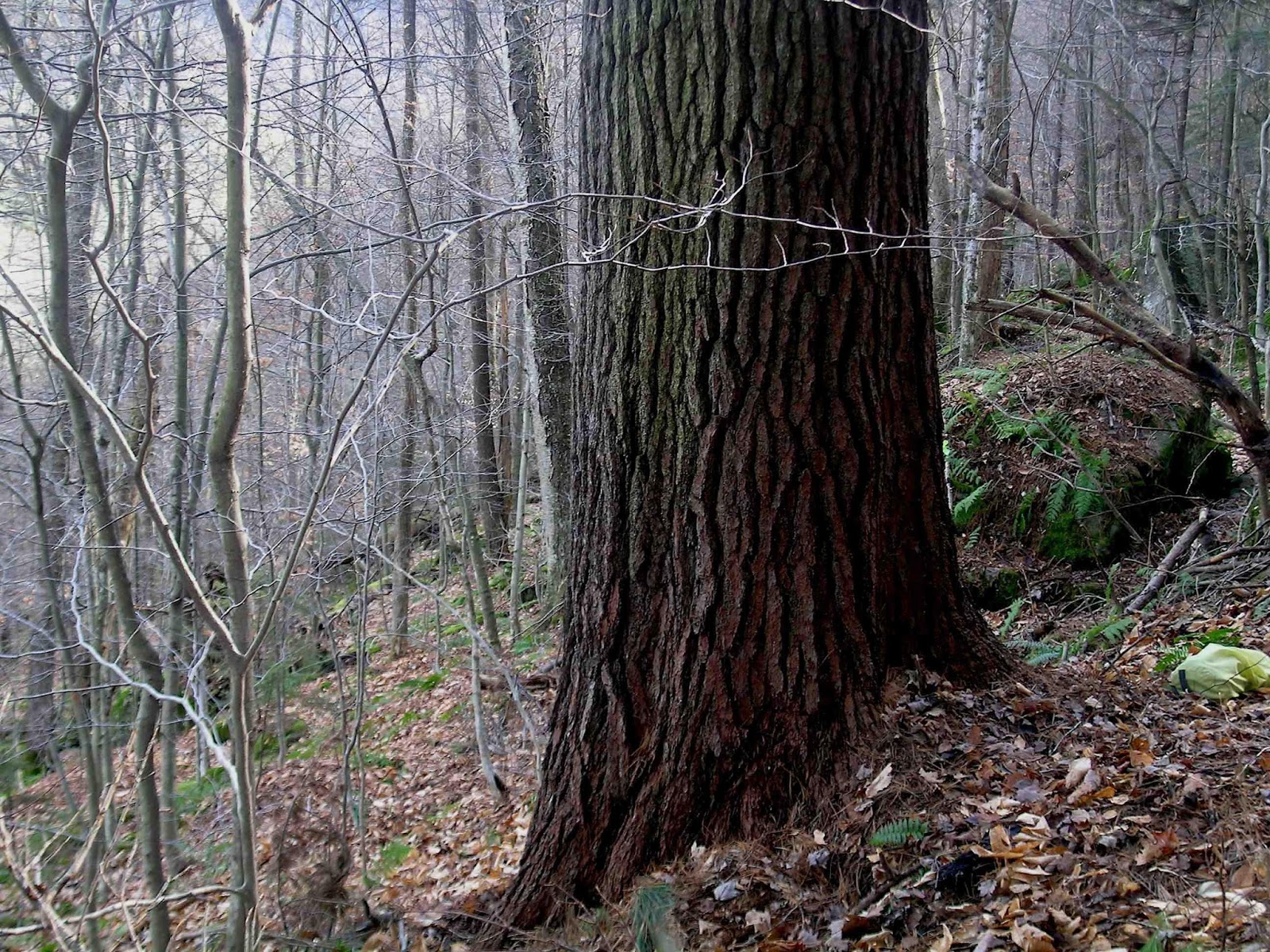 New England Forests: The Thoreau Pine - State Champion of Massachusetts