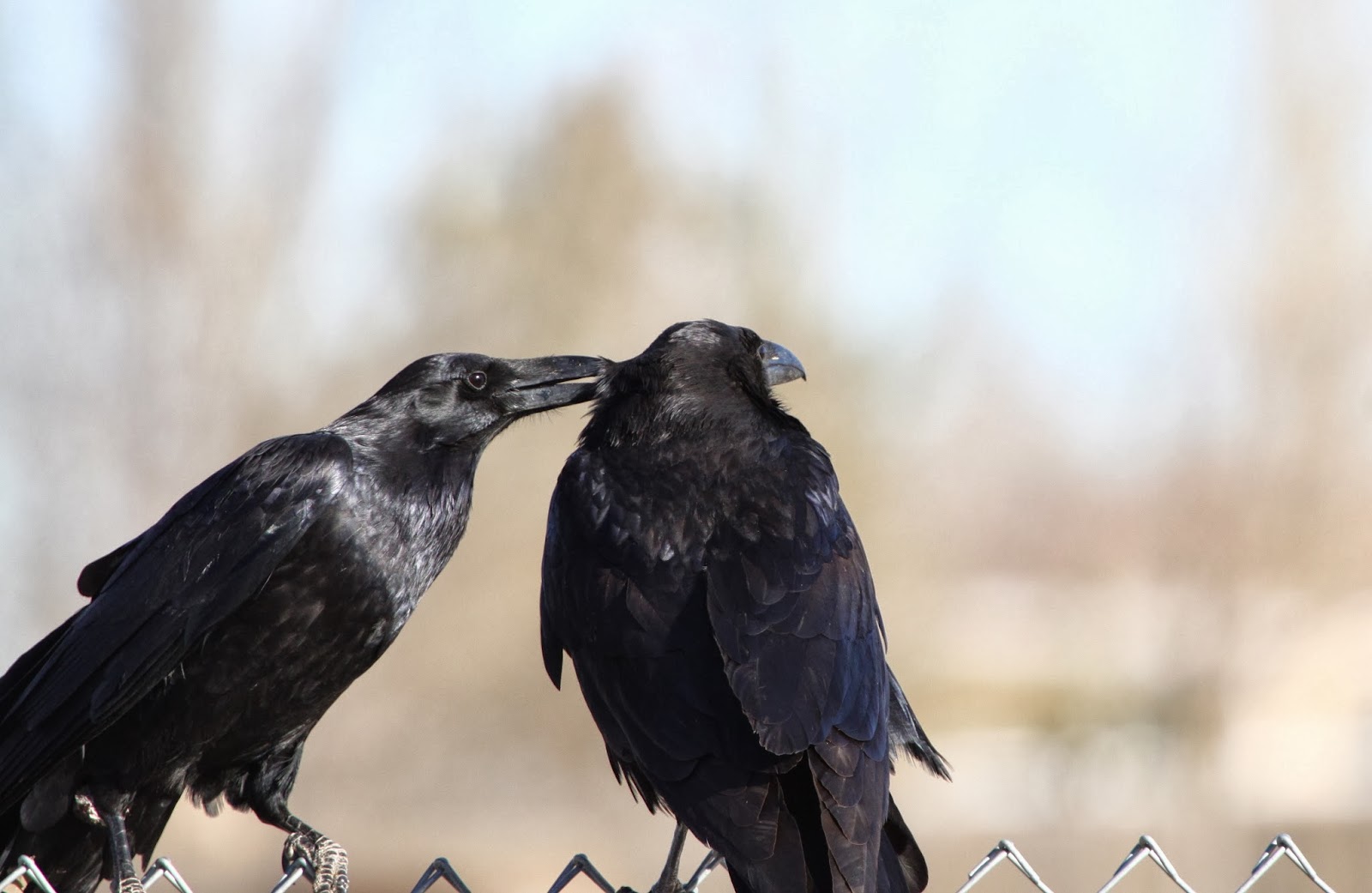 Roger's Birding Adventures: Interesting Common Raven behavior, plus ...