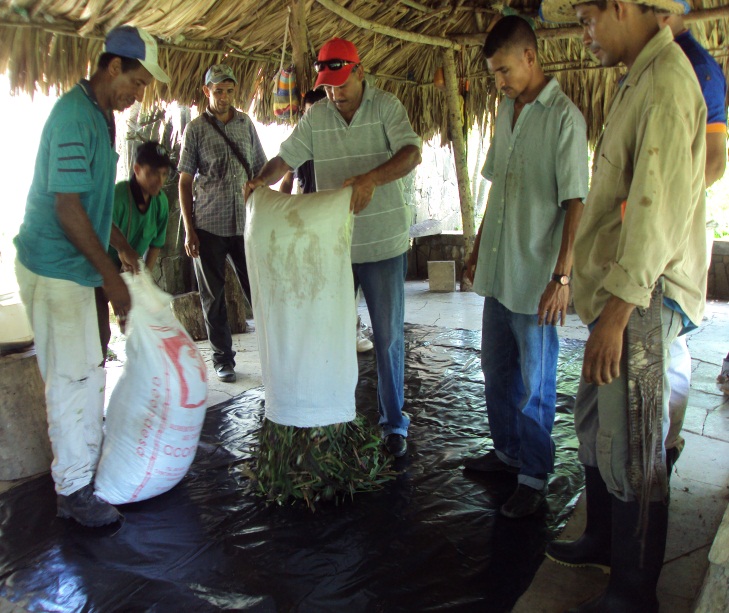 Pecuaria sena heliobeth: ELABORACIÓN DE ENSILAJE: SILO BOLSA Y DE ...