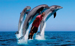 44+ Gambar Ikan Paus Loncat, Terpopuler!