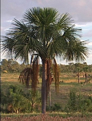 Studio Floral Dora Santoro: Buriti