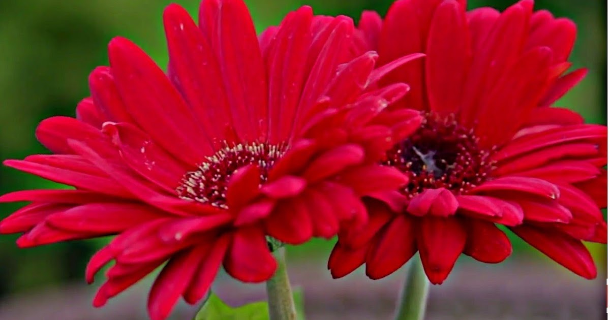 pengetahuan bunga: Bunga Gerbera Maknanya & Simbolisme