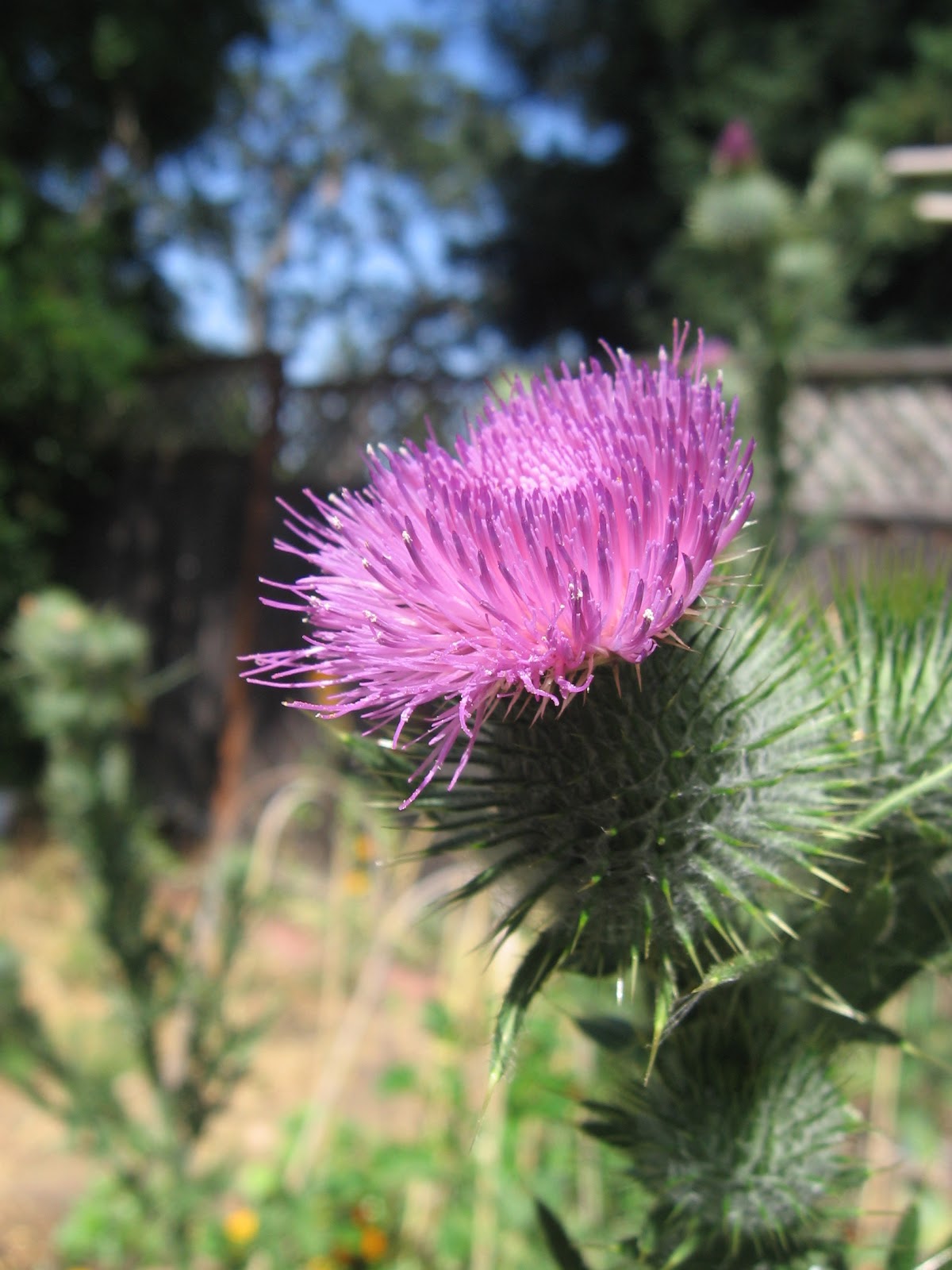 BB's Bountiful Backyard: The Incredible Exploding Thistle