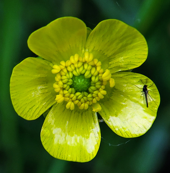 Les actualités du Monde de Lupa: Renoncule flammette (Ranunculus flammula)