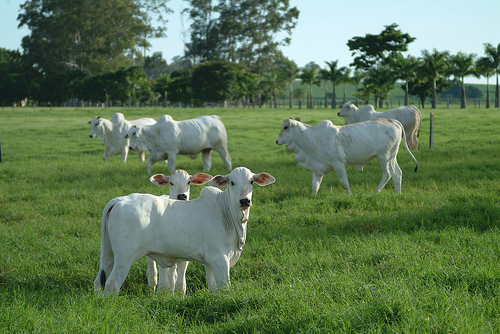 Mundo Rural: O Criador de Bezerros