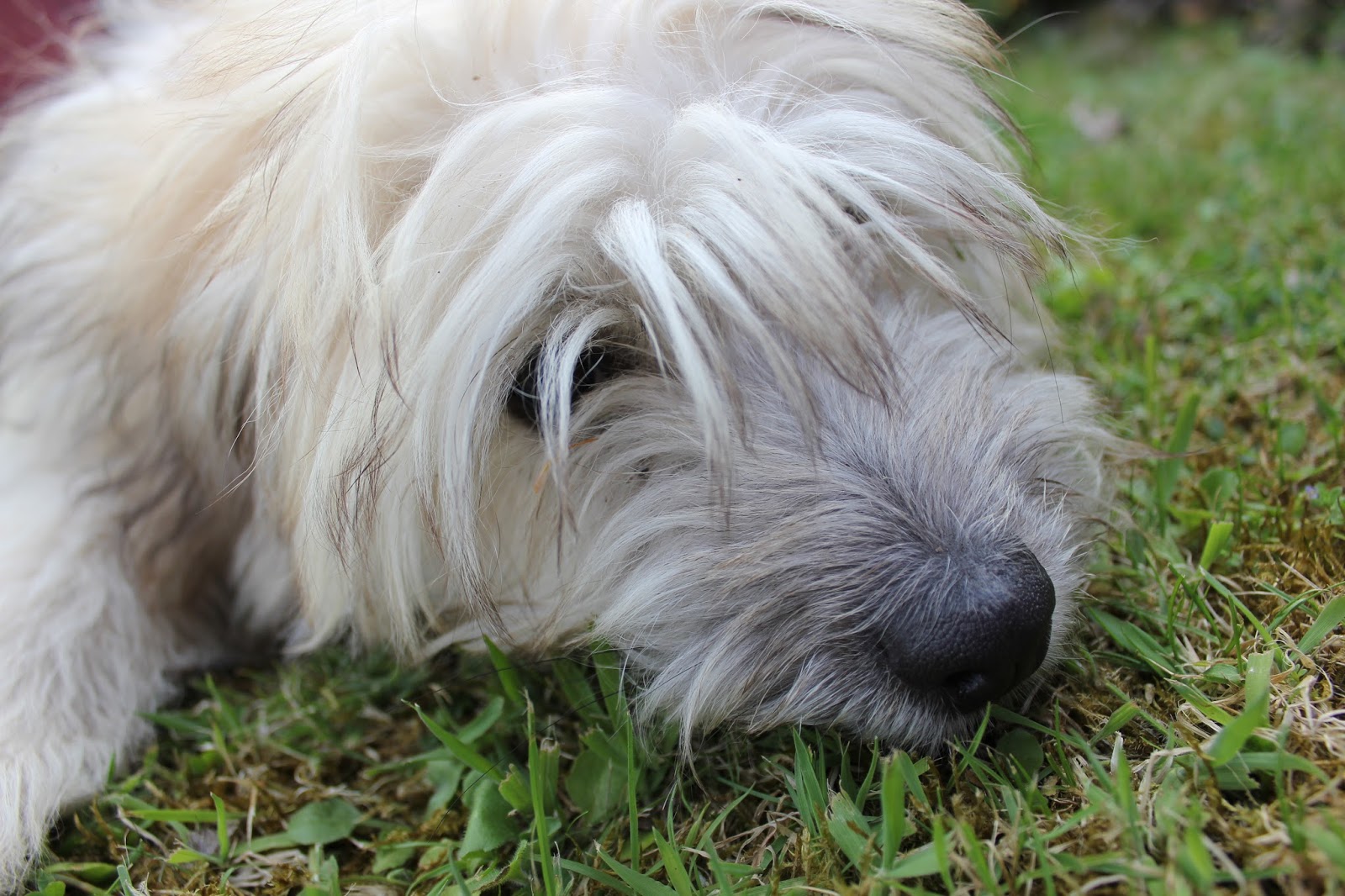 Looping : berger des pyrénées