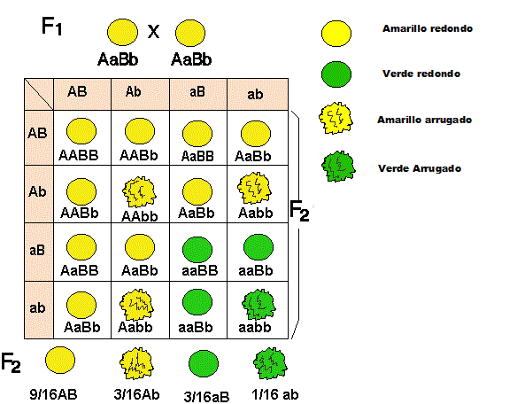 LA GENETICA: LA GENETICA