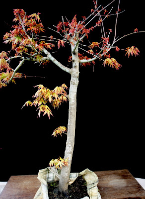 newzealandteatreebonsai: Air Layering Japanese Maple