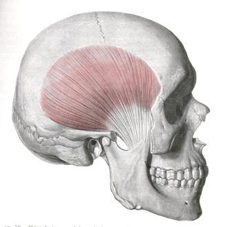 la Enfermedad de la Evolución del Aparato Masticatorio Humano (EEAMH): Síndrome del Músculo ...