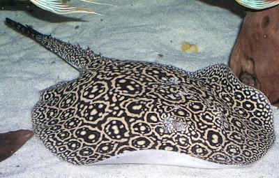 Mania de Aquário: Criação de Arraias de Água Doce