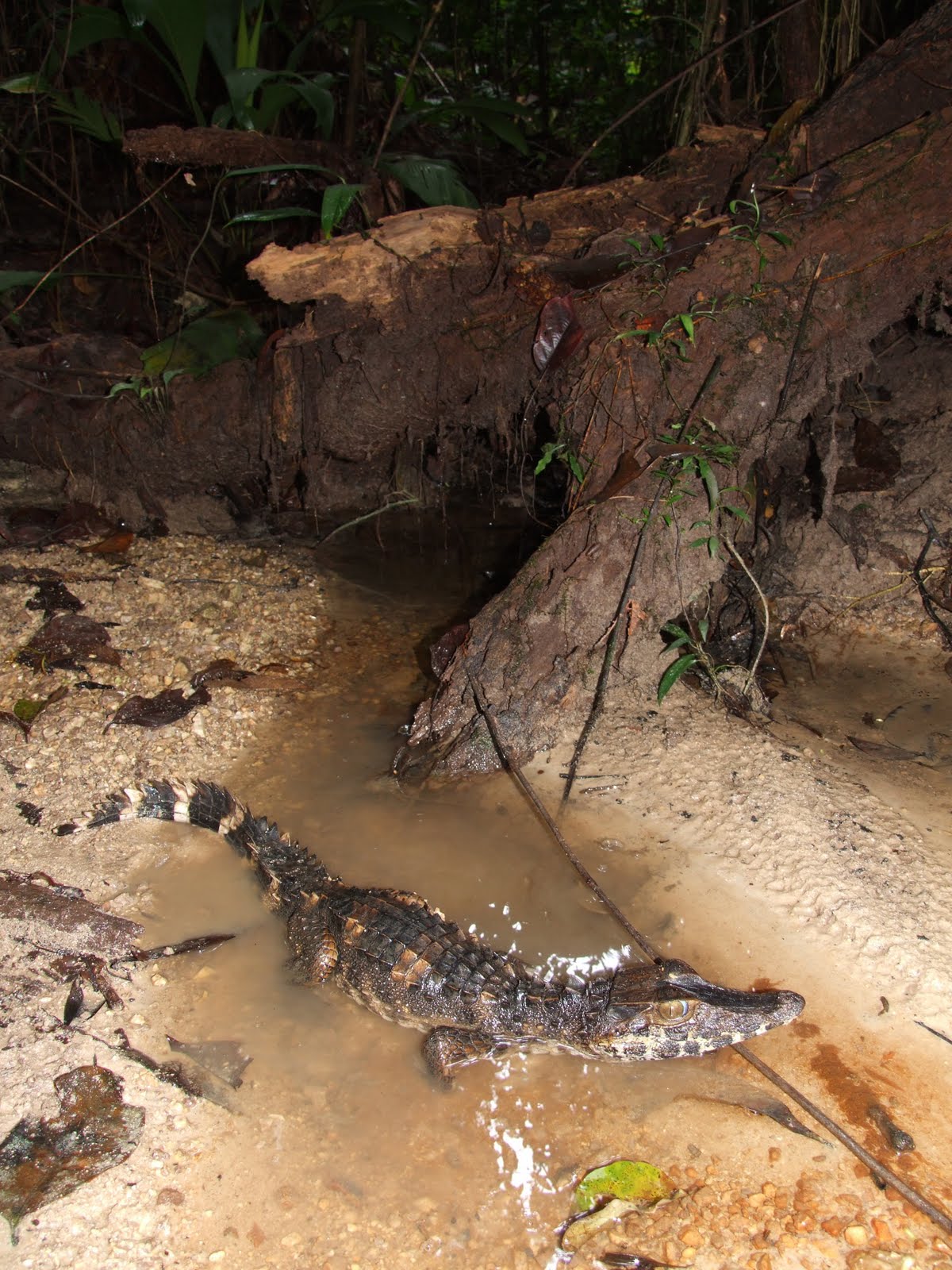 Explora la Venezuela Natural con Río Verde: TESOROS DE NUESTRA ...