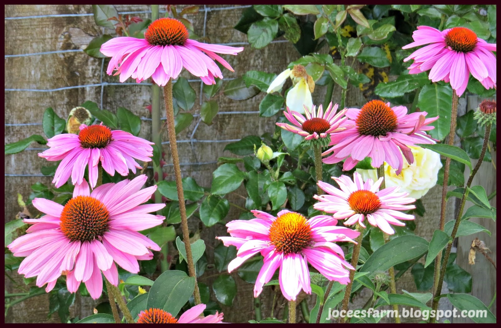 Jocees Farm: Echinacea Flower