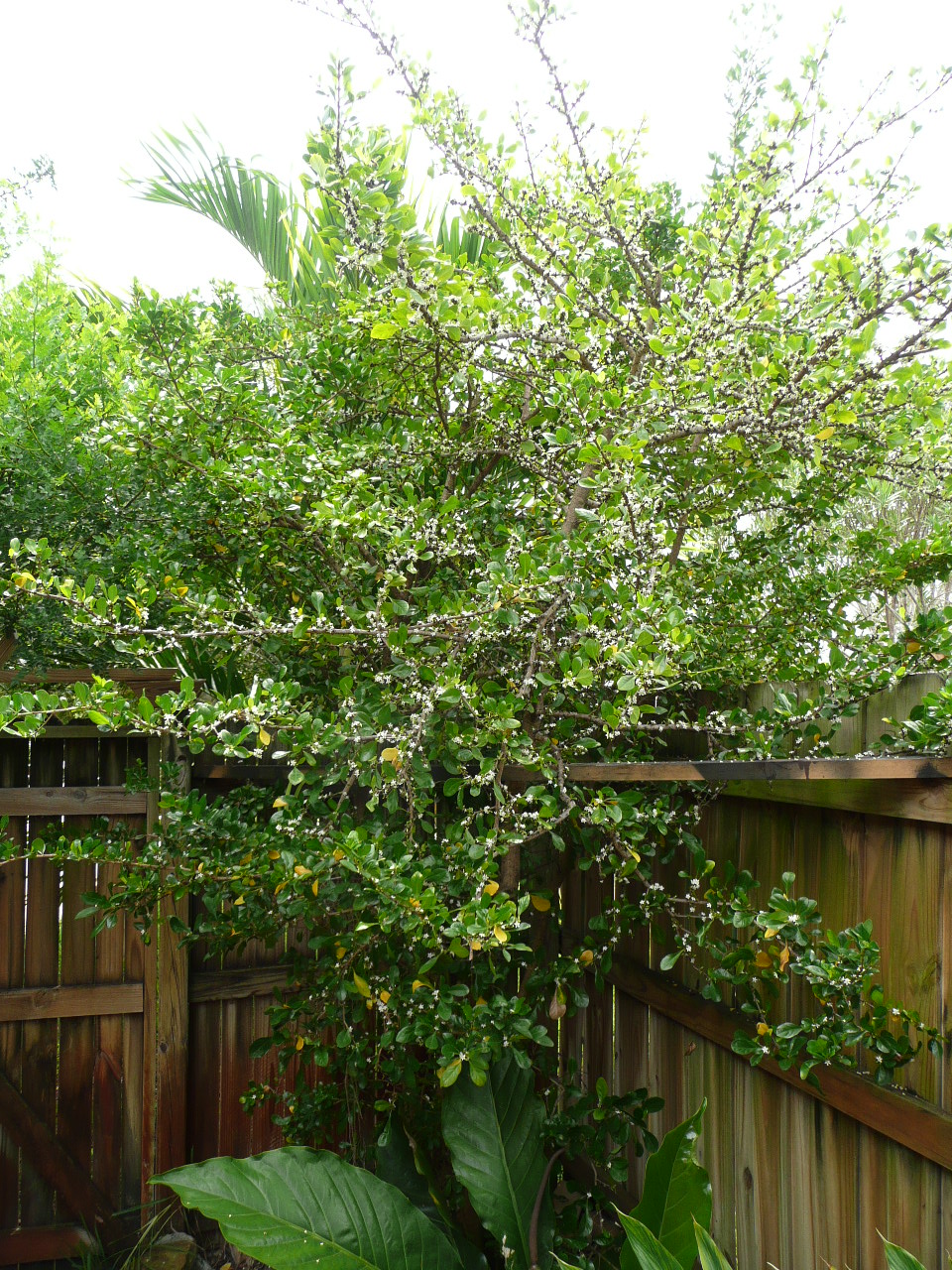 Gardening South Florida Style: White Indigo Berry Bush