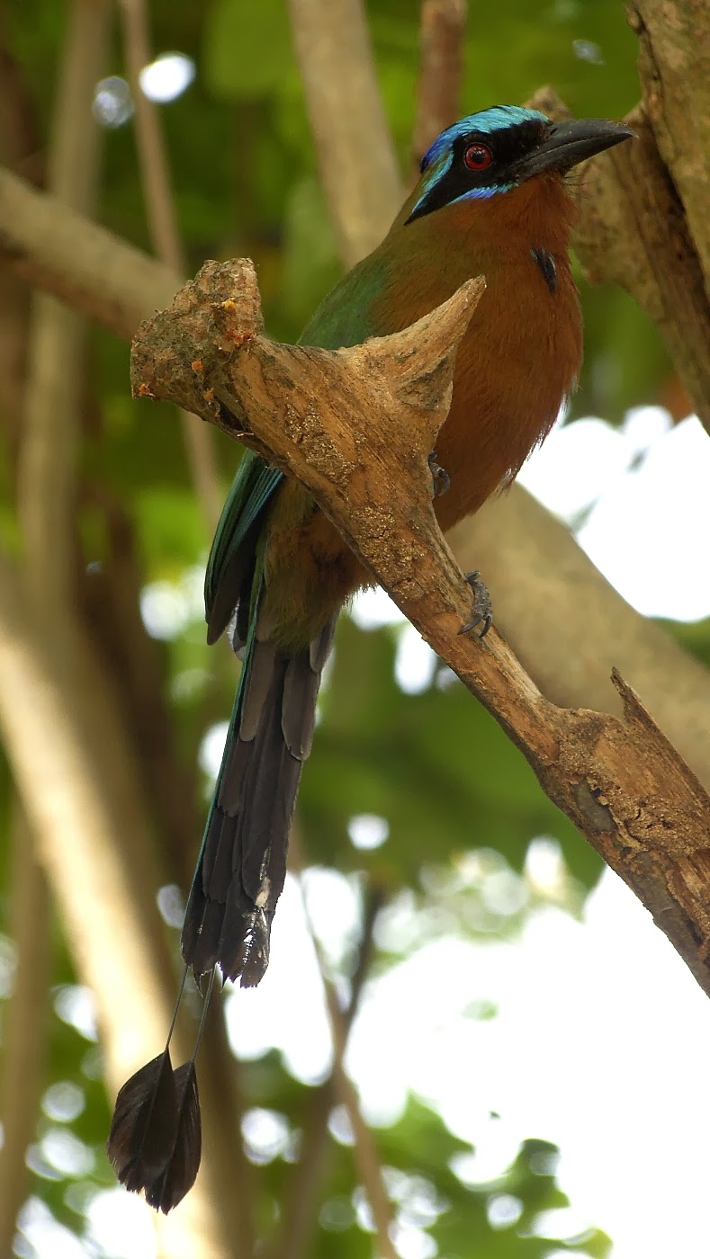 Birds Of Tobago: November 2013