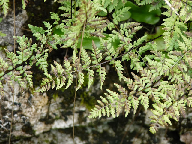 Hutton Roof's Special Ferns and More: Gymnocarpium robertianum ...