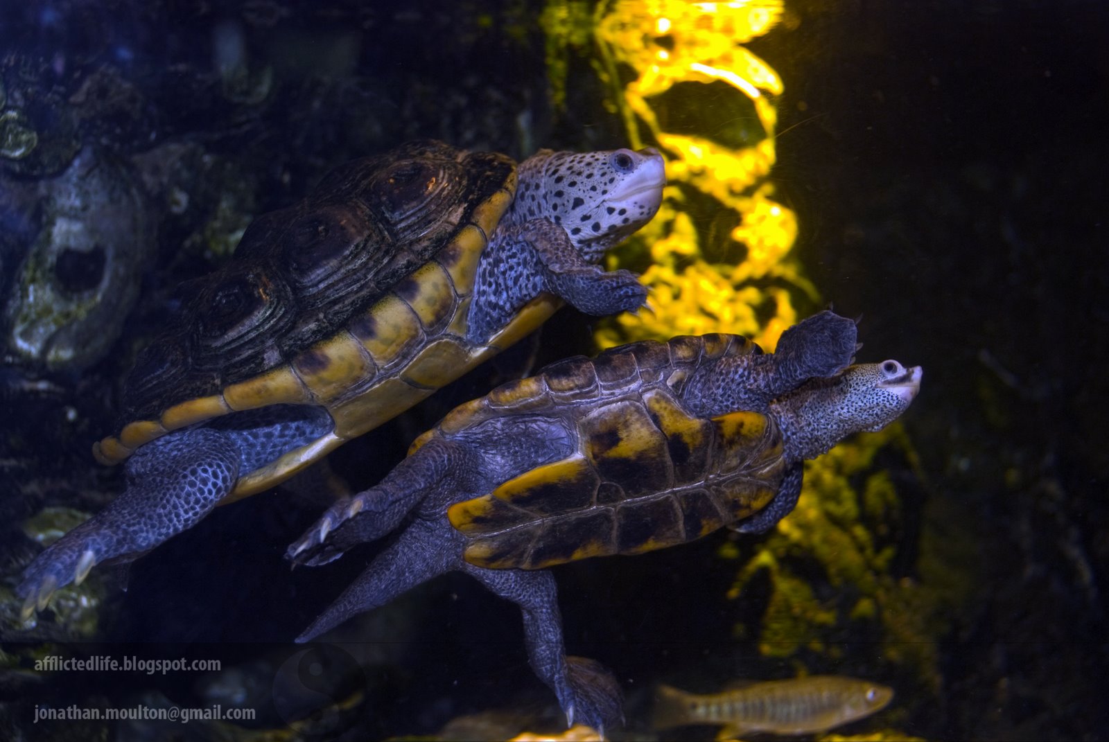 This Year Behind the Lens: Totally awesome turtles