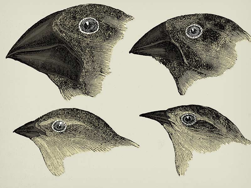 Evolucija u udžbenicima - Nauka govori