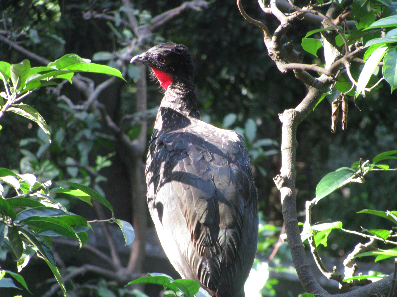 Nicole goes to Mexico: Animals from the jungles of Chiapas.