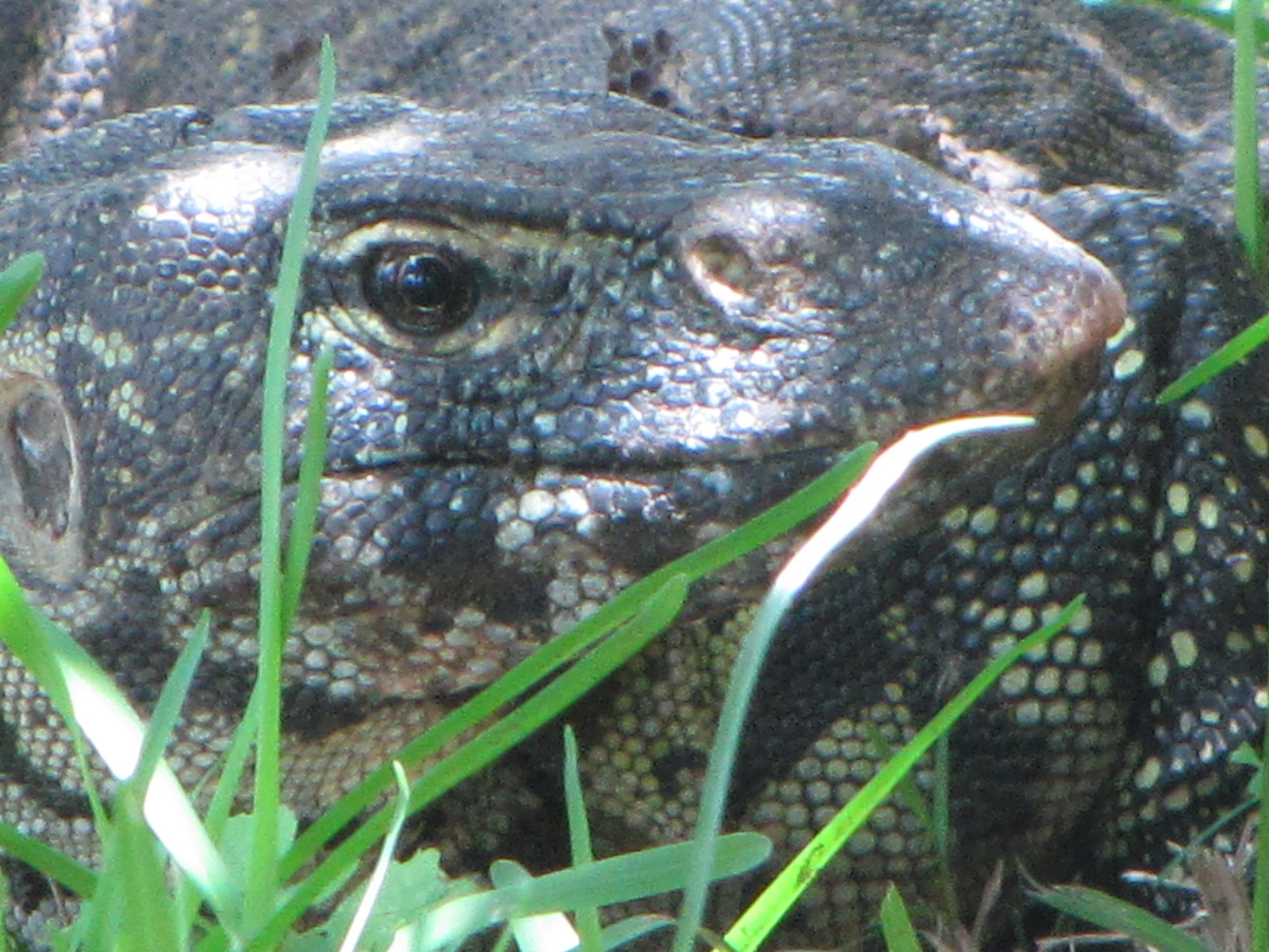 Fleur's place: There's a Legavaan in my garden!