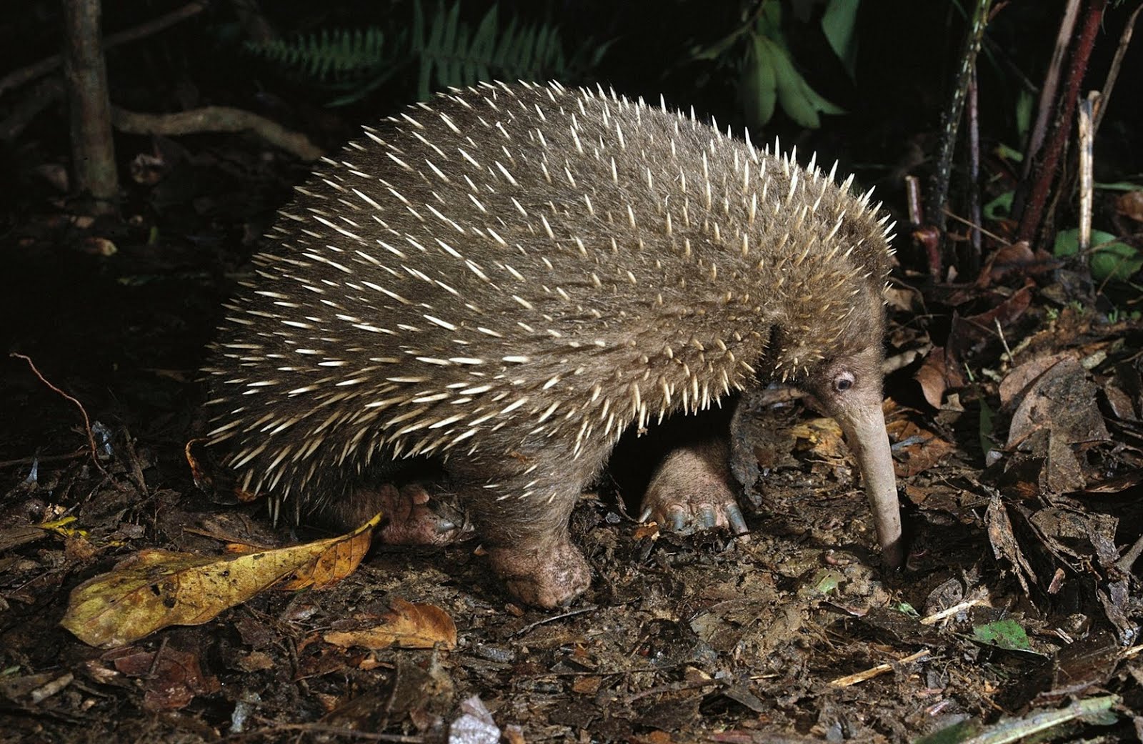 Species New to Science: [Mammalogy • 1998] A Revision of the Genus ...