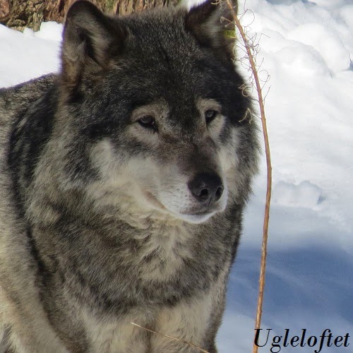 Ugleloftet: Ulv
