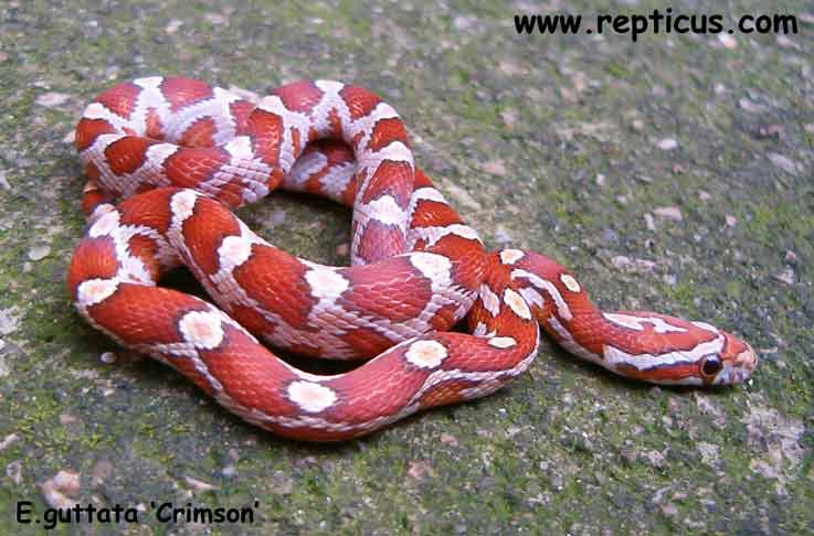 Universo Contraido: Animales rojos