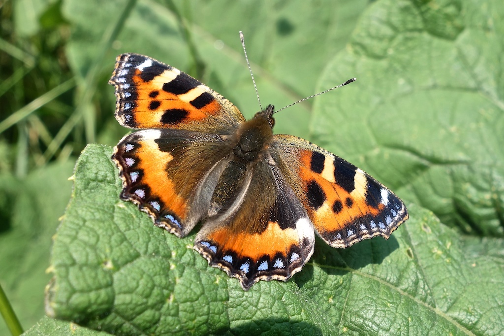 Roy's Nature Logbook: Small Tortoiseshell Butterfly