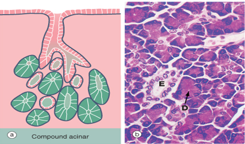 MBBS Medicine (Humanity First): EPITHELIUM