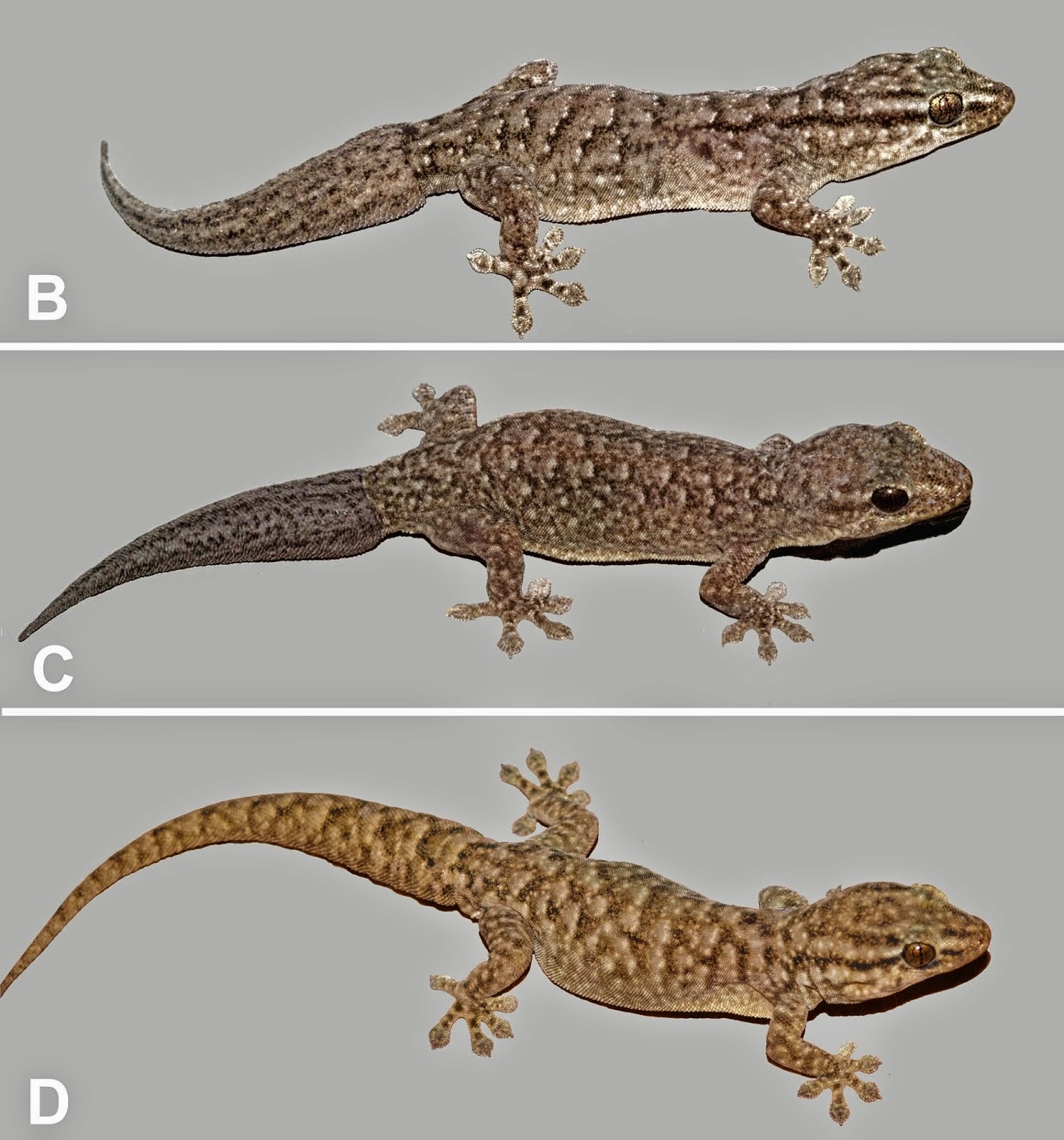 Sciency Thoughts: Four new species of Rock Lizard from Iran.