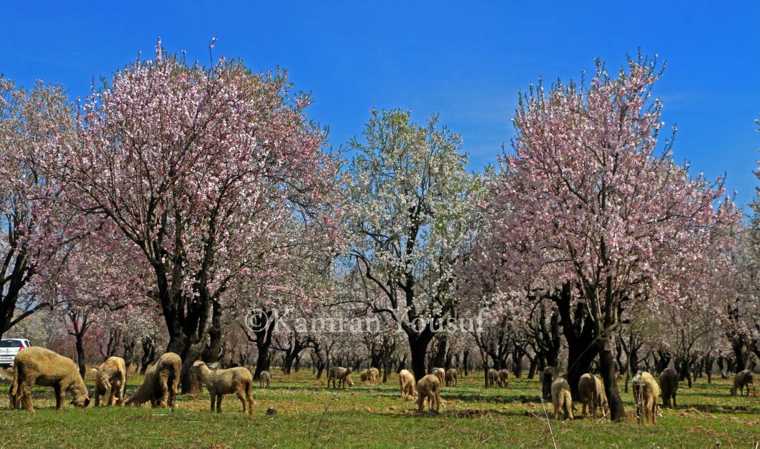 Spring in Kashmir - Kashmir Snaps