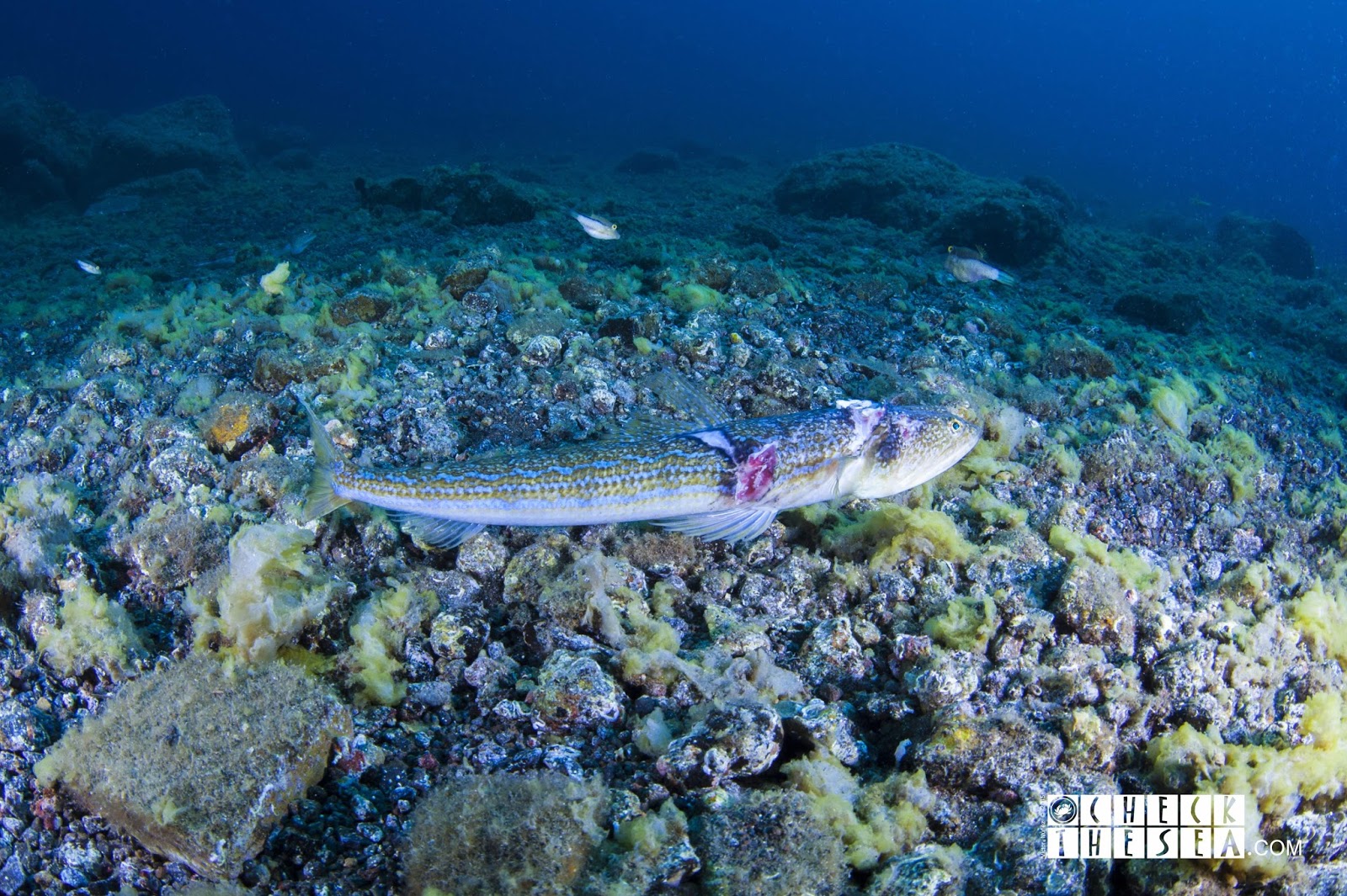 Check the Sea. Web de buceo y fotografía submarina de las Islas ...