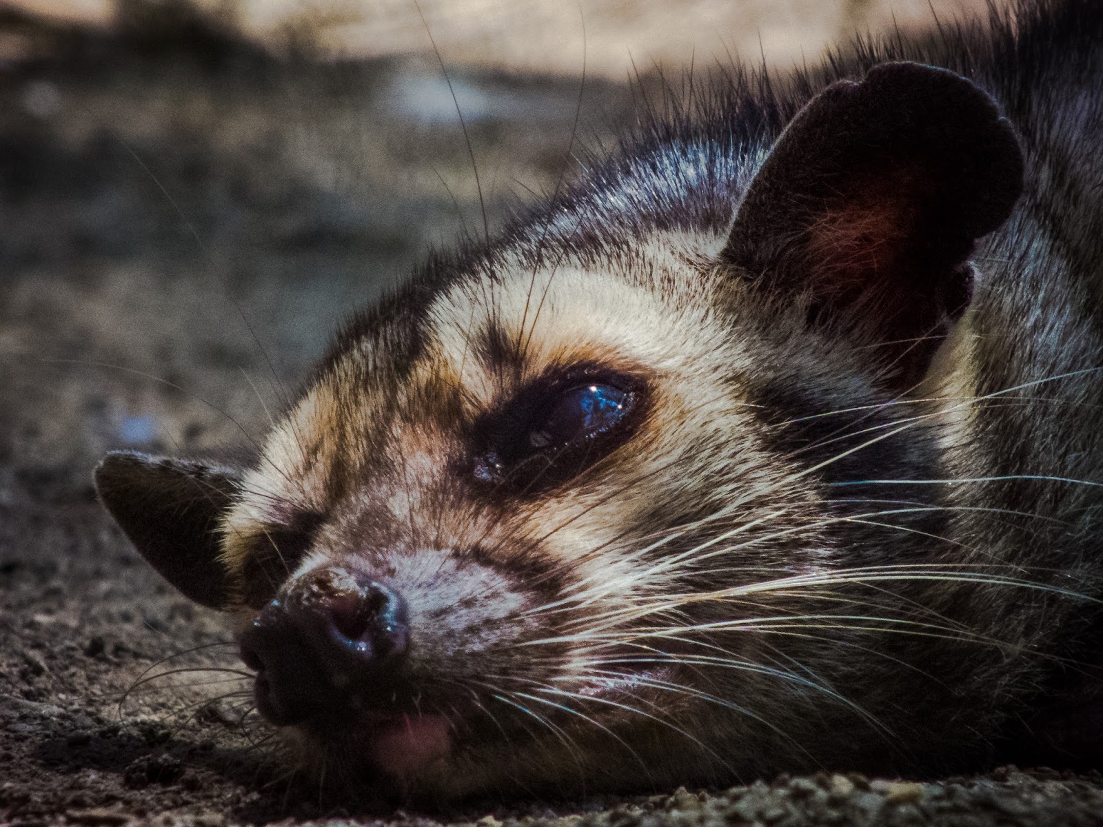 CIVET photos - wallpapers | the fun bank