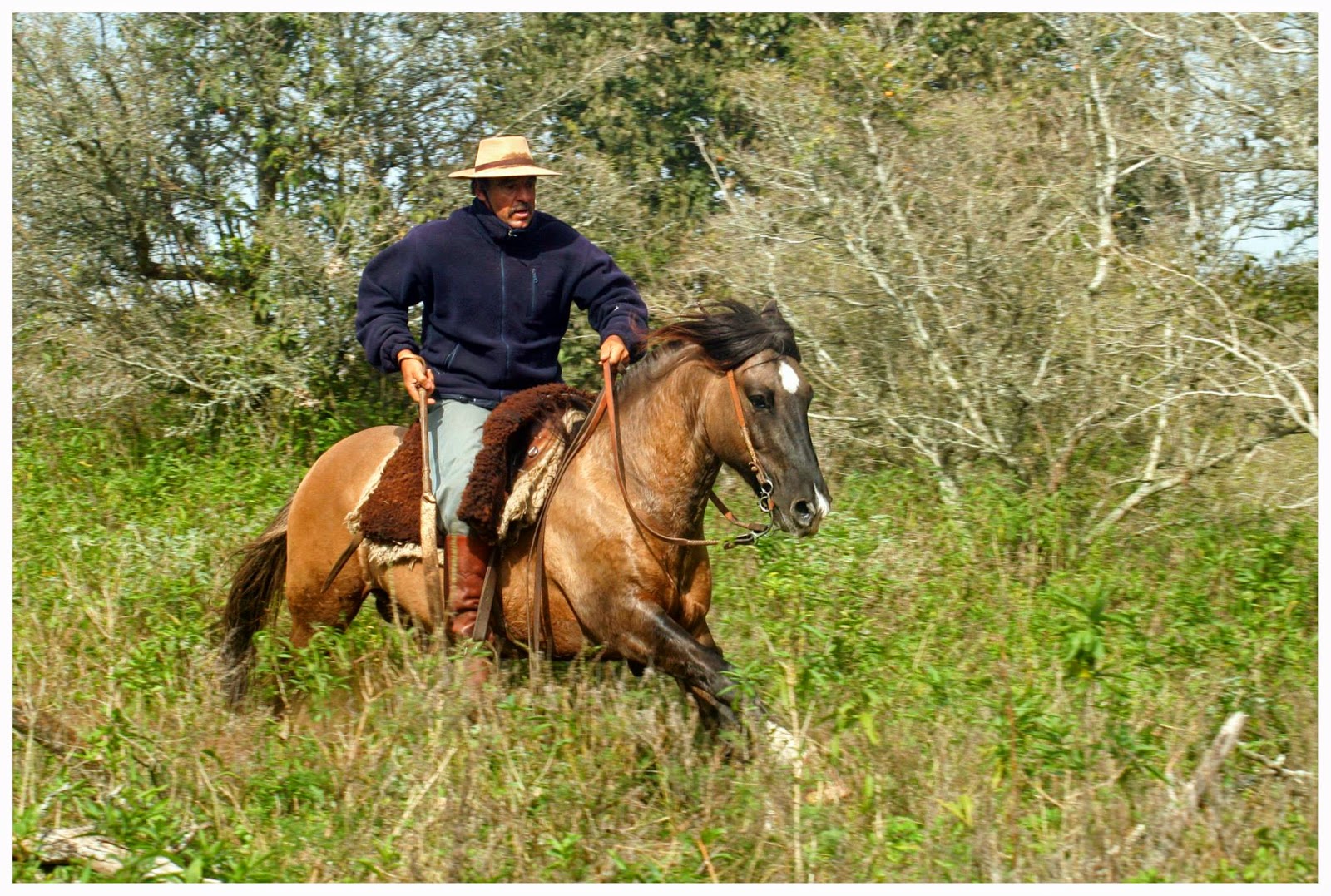 Doma Inteligente - Ignacio Sáenz Valiente - Argentine Horsemanship ...