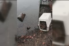 TODAY'S BIG WEATHER STORY IS...: Decapitated goat discovered on levy