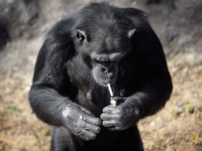 4KPR Online: Fotos chocantes mostram chimpanzé fumando em zoo na Coreia ...