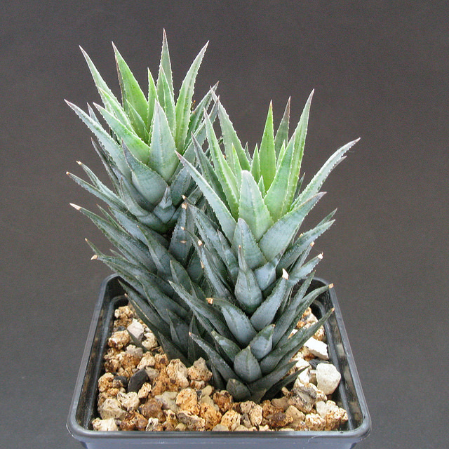 Haworthia (ฮาโวร์เทีย) | RABEANGMAITHAI