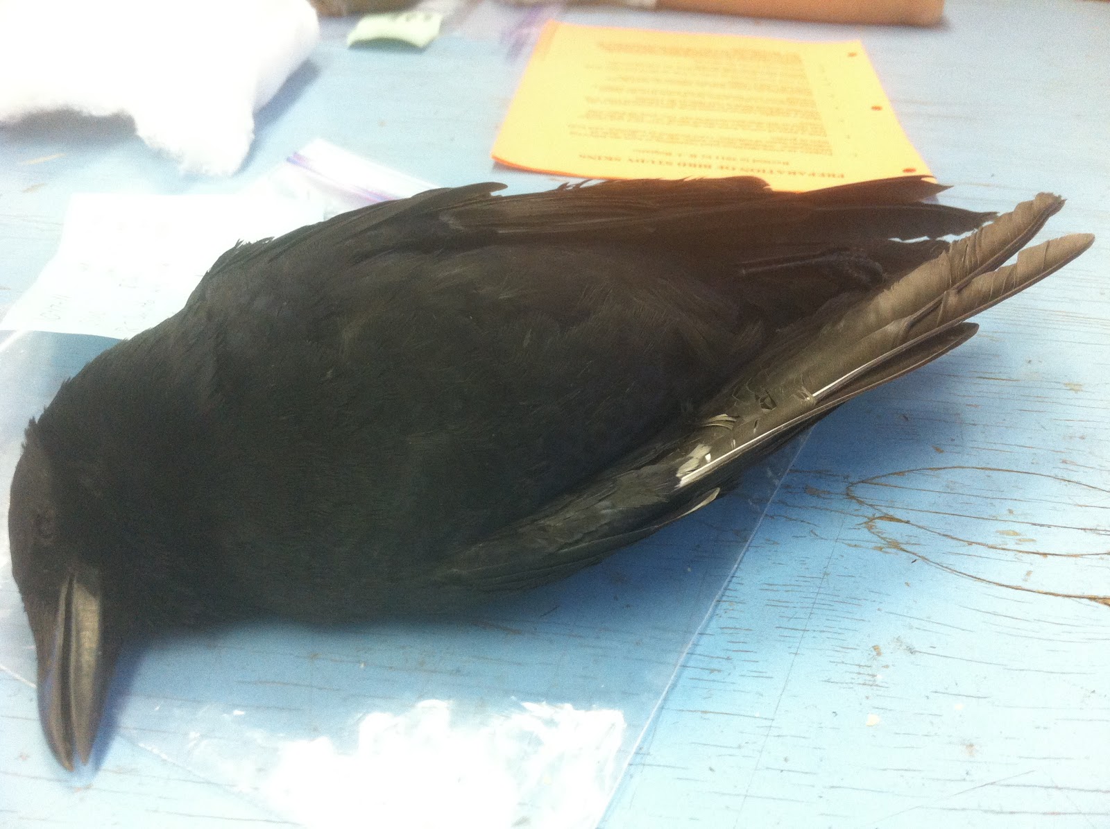 Graveyard Rat: Sam Black Crow or Adventures in Taxidermy