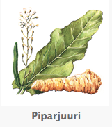 Salainen puutarhani: Piparjuuri