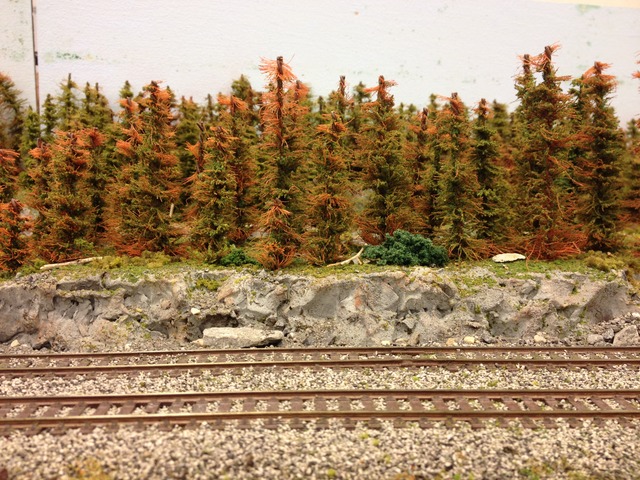 The Mountain Pine Beetle and Modelling Western Forests - General ...